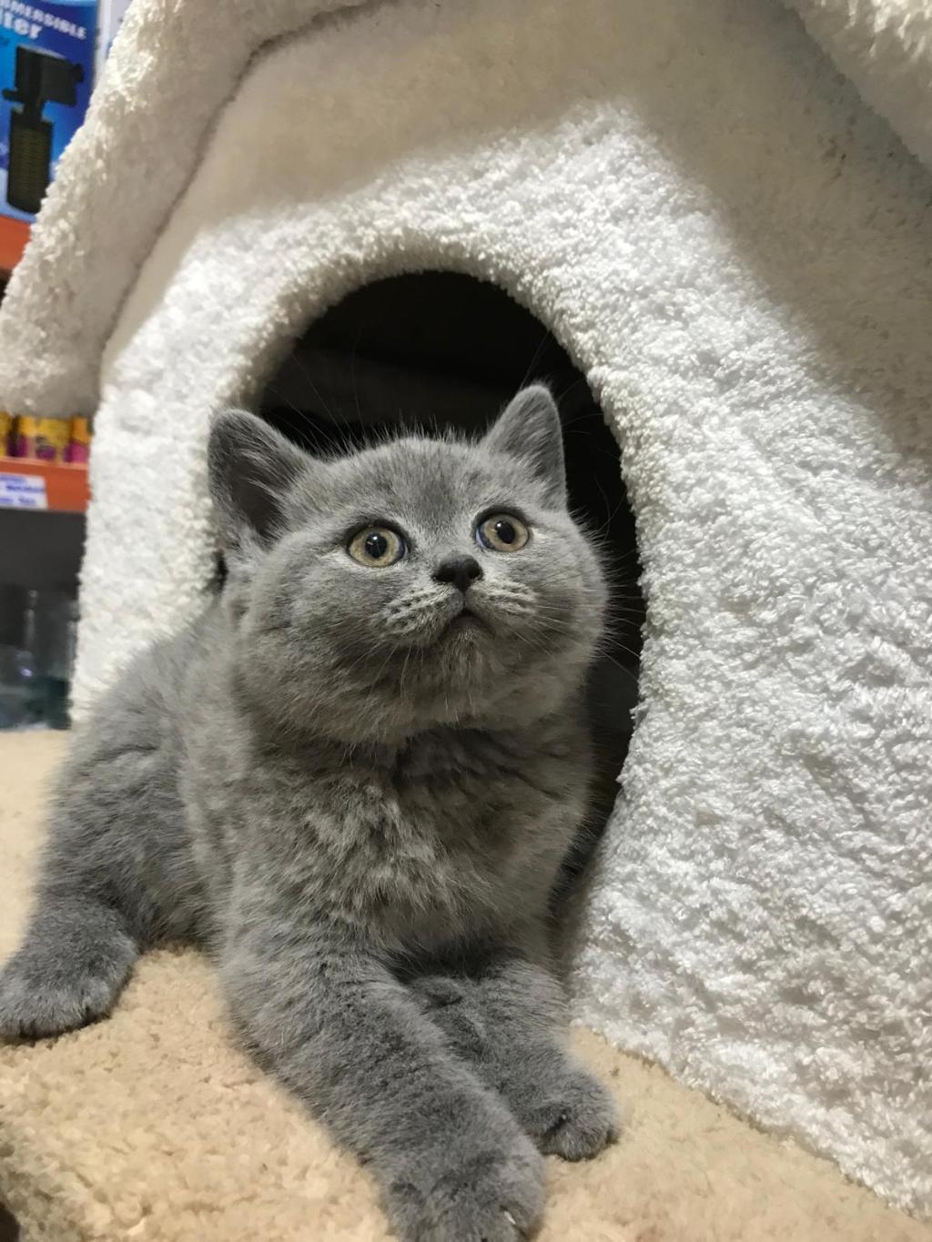 Çok Tatlı Ayı Yüzlü British Yavru Kediler Adana | Petcim.com - 1004381