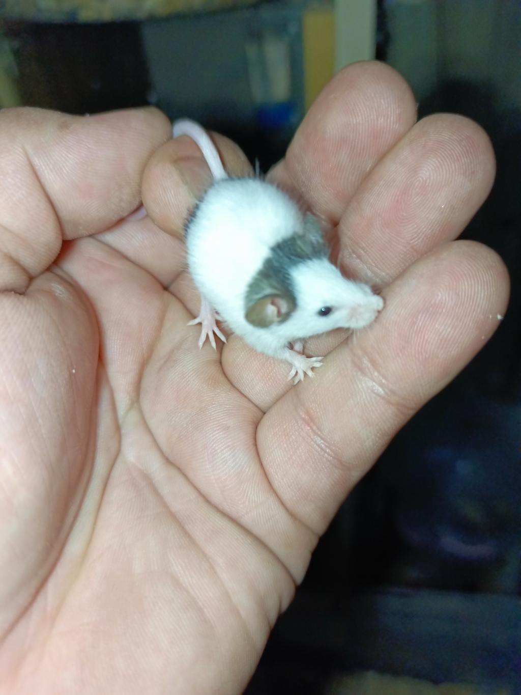 Beyaz Kobay Lab Ve Panda Mice | Petcim.com - 1041722