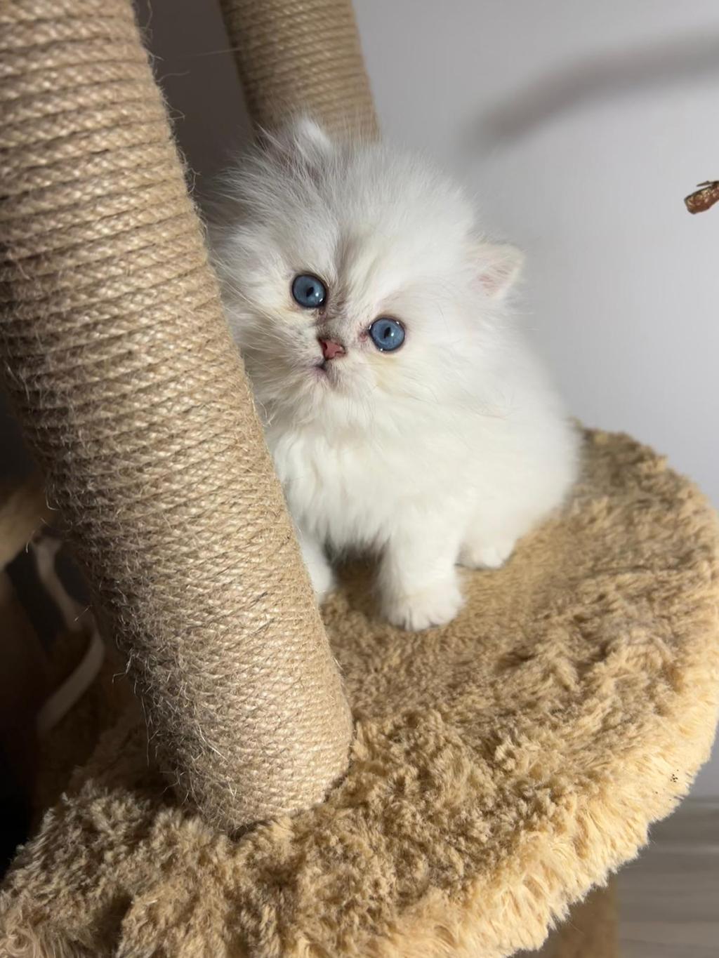 British Longhair Silver Point Erkek | Petcim.com - 1152703