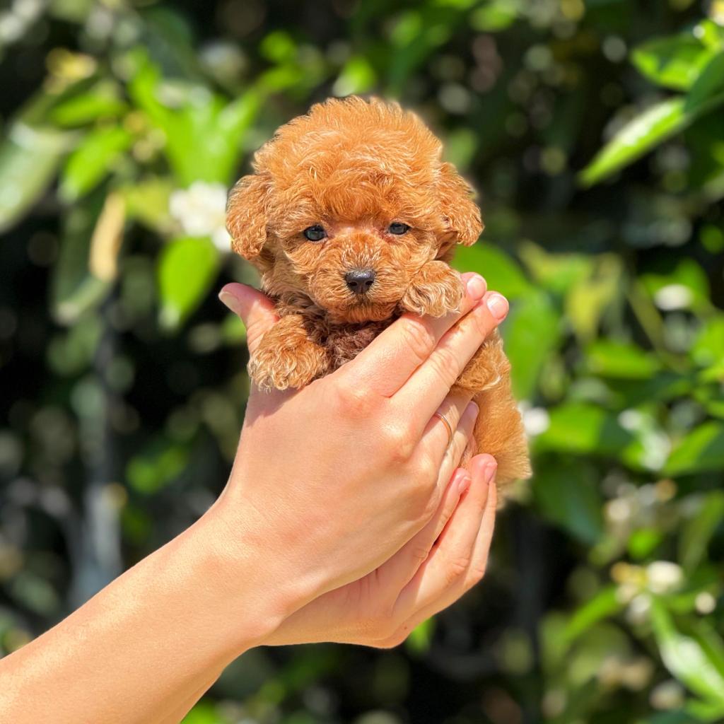 Micro Toy Poodle | Petcim.com - 1200121