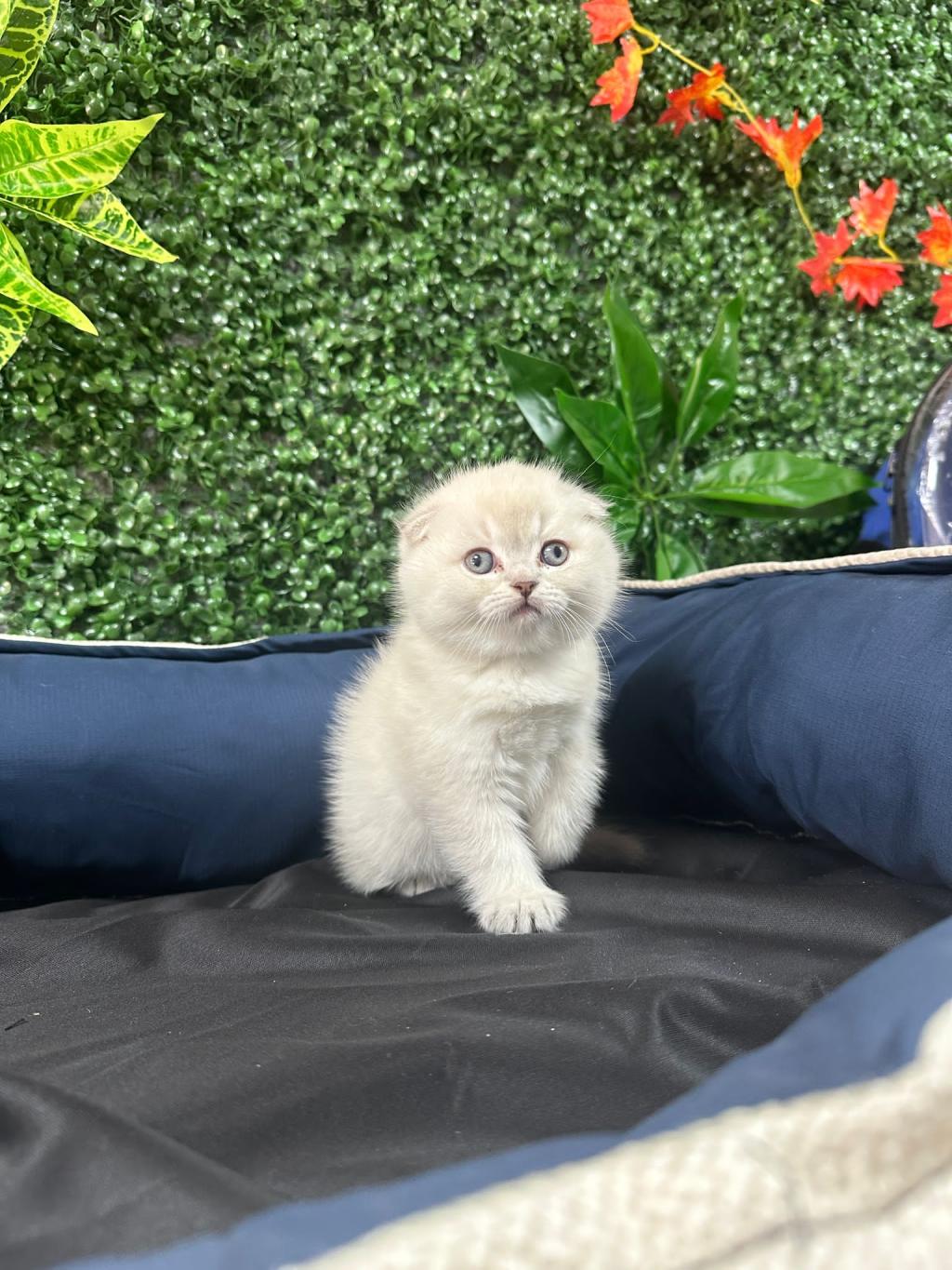 Koca Kafa Yavrularımız Aa Kalite Scottish Fold Safkandır | Petcim.com ...