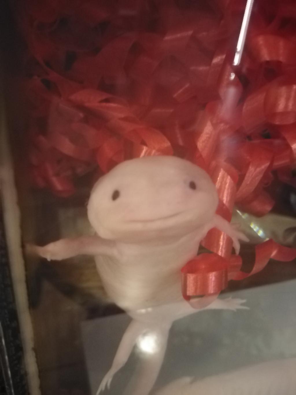 Axolotl Meksika Semenderi | Petcim.com - 758432