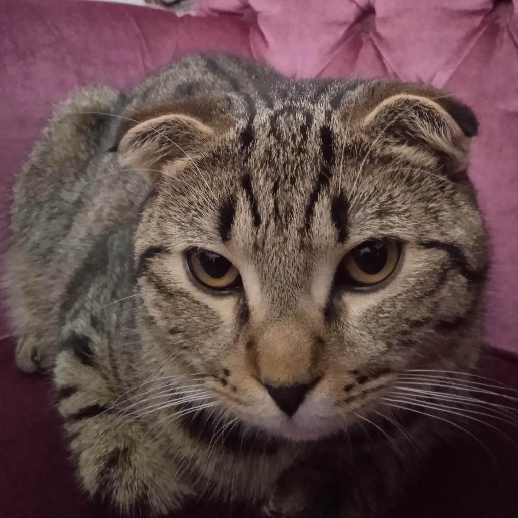 Scottish Fold Ve Norveç Orman Kedisi Melezi | Petcim.com - 756497