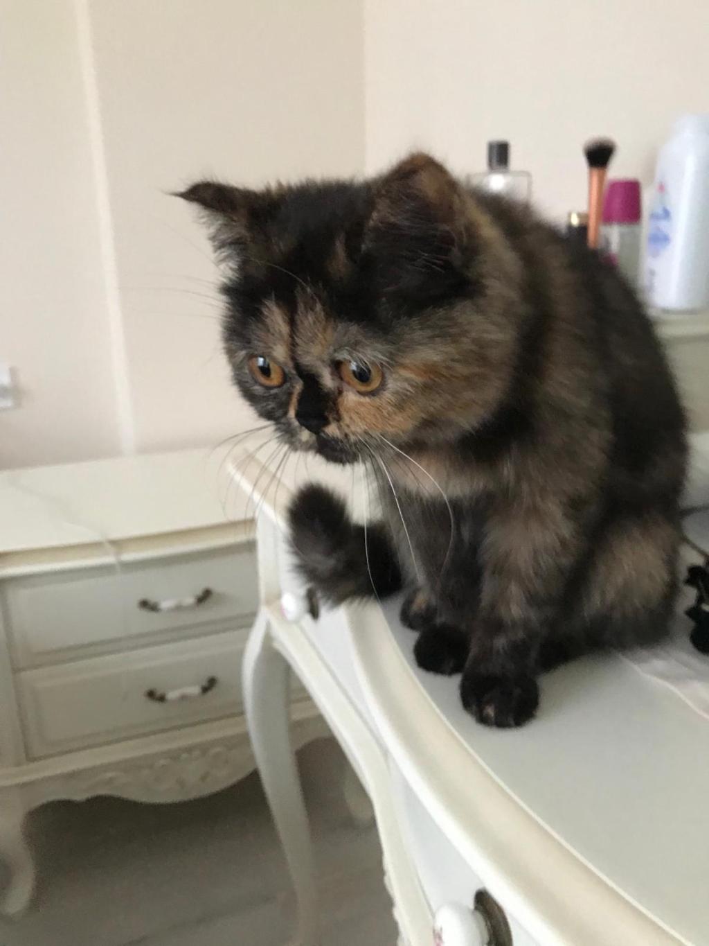 2 Yaşında Çipli British Shorthair (Ücretsiz) | Petcim.com - 1378041
