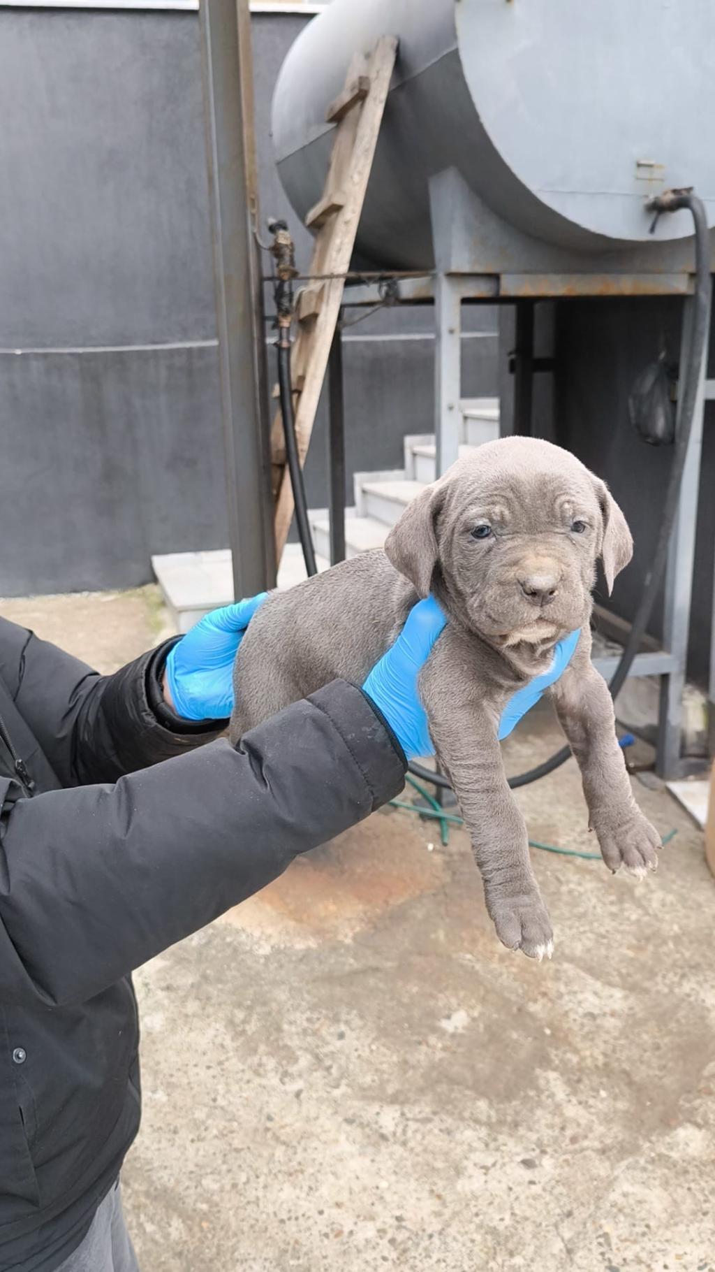 Cane Corso Aslan Yavrusu Teslime Hazır | Petcim.com - 1330105