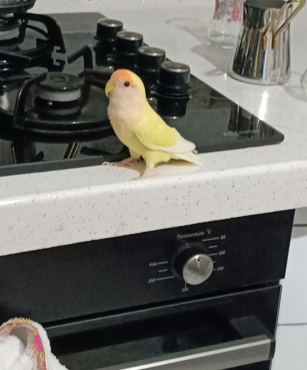 Sevda Papağanı 2 Yaşında | Petcim.com - 1240665