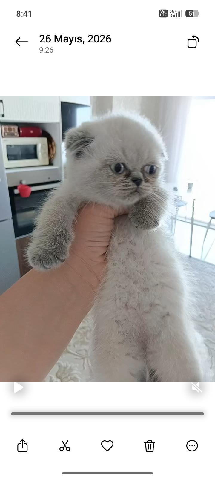 2.5 Aylık Kedimiz Kuru Mama Yiyor Tuvalet Eğitimi Var | Petcim.com ...