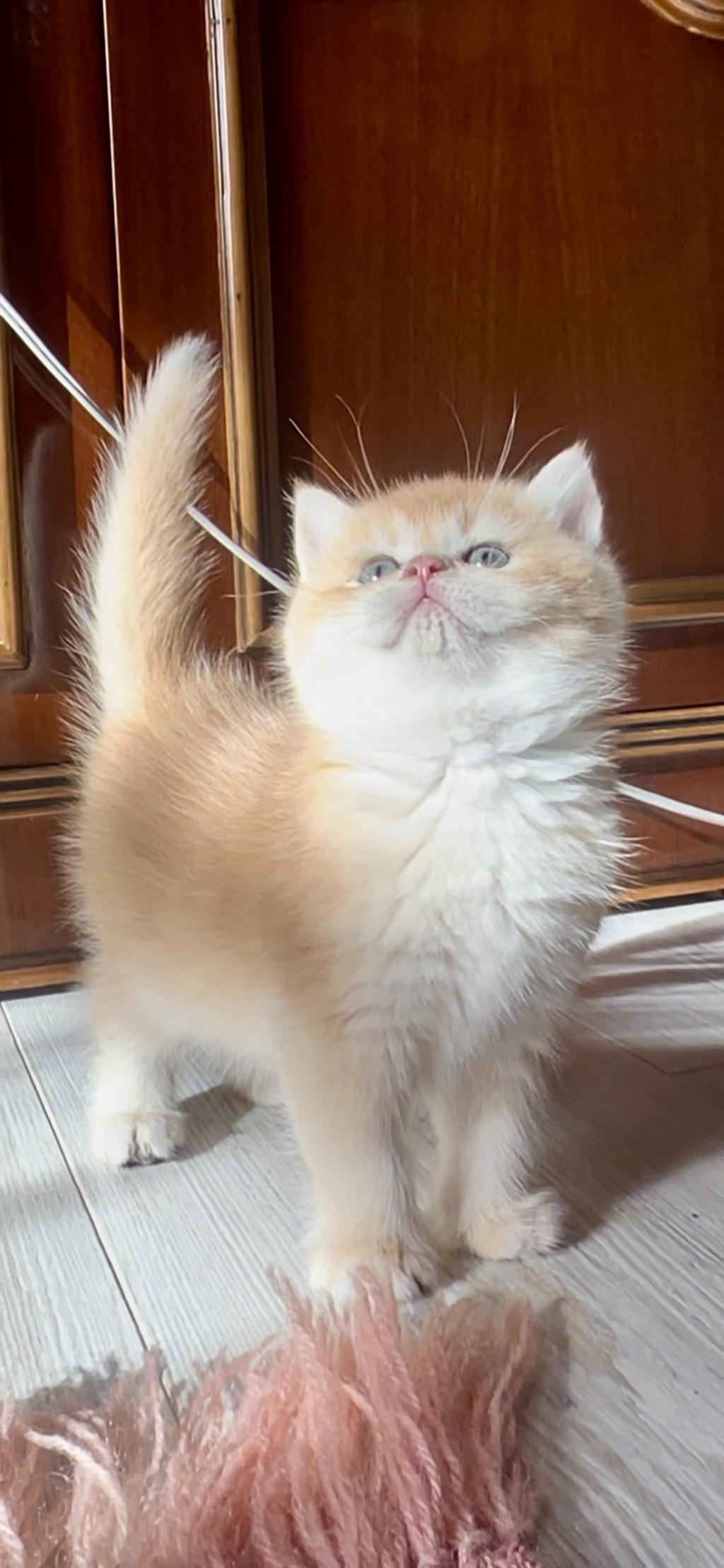 Saf Kan Golden British Shorthair Yavrular Wcf Şecereli | Petcim.com ...