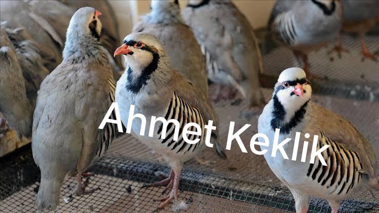 Damızlık Kınalı Keklik | Petcim.com - 931269