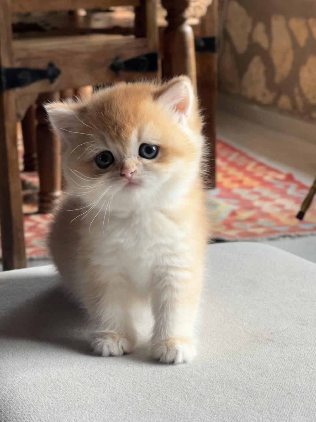 Saf Kan Golden British Shorthair Ny12 Yavrular (Wcf) | Petcim.com - 1220786