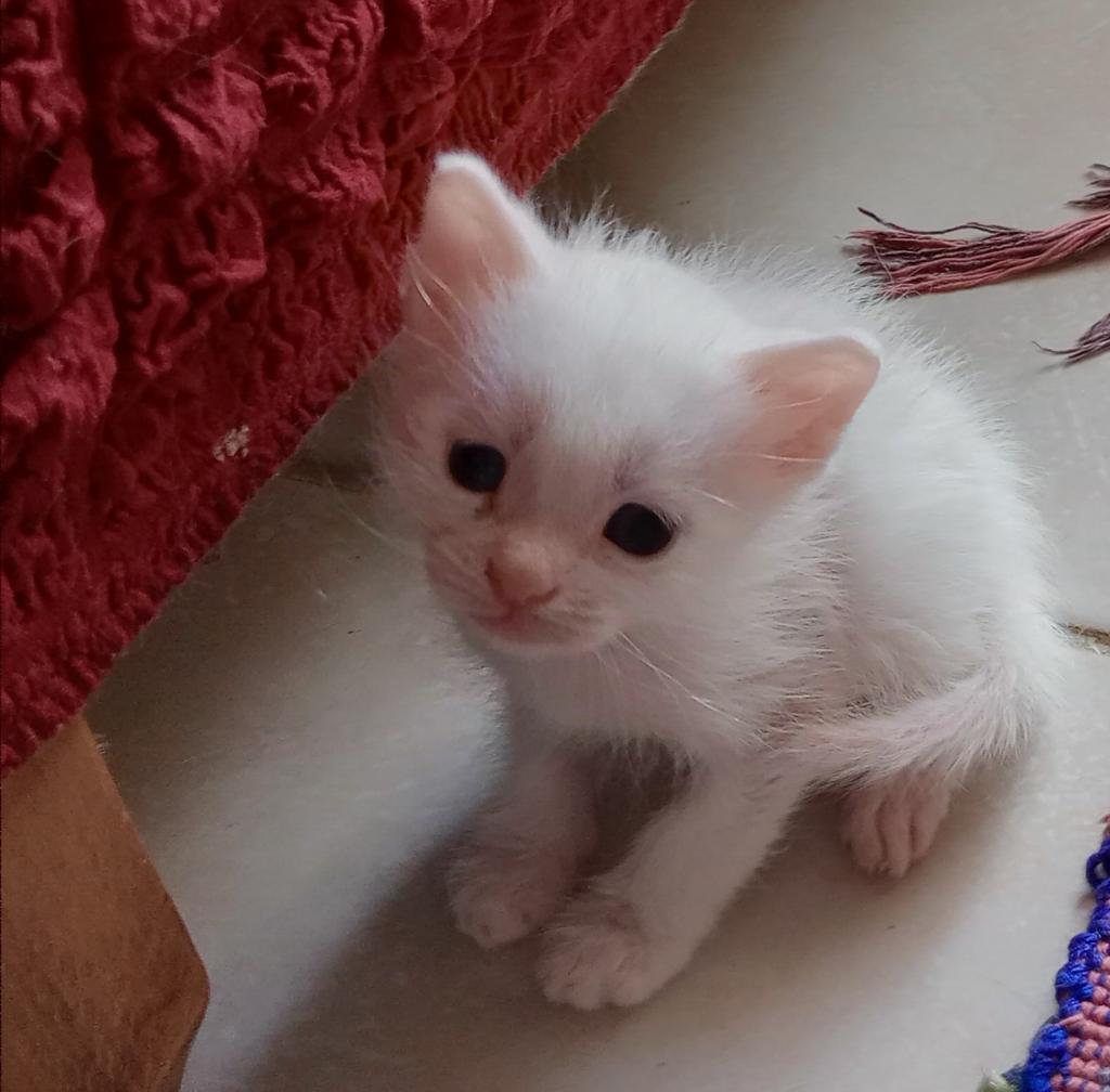 Sevimli Yepyeni Minik Kediler | Petcim.com - 1004053