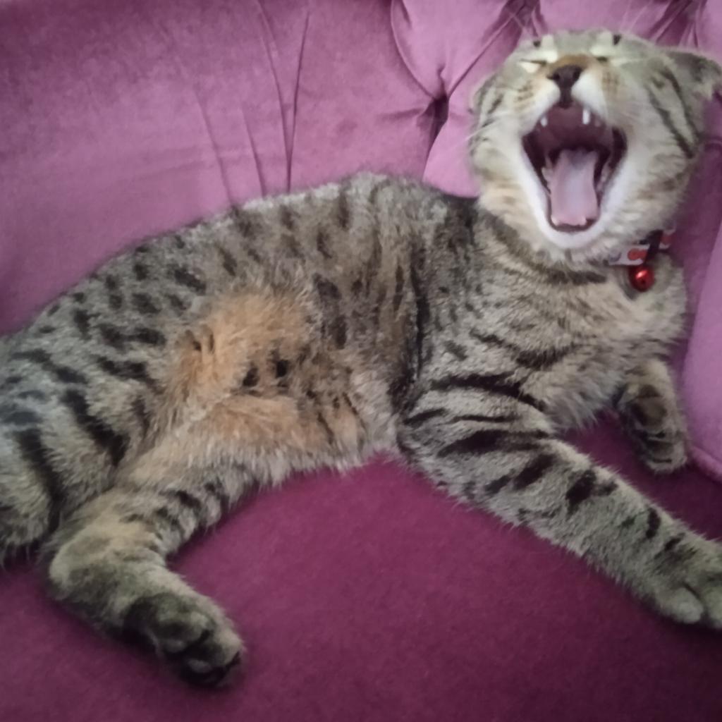Scottish Fold Ve Norveç Orman Kedisi Melezi | Petcim.com - 756497