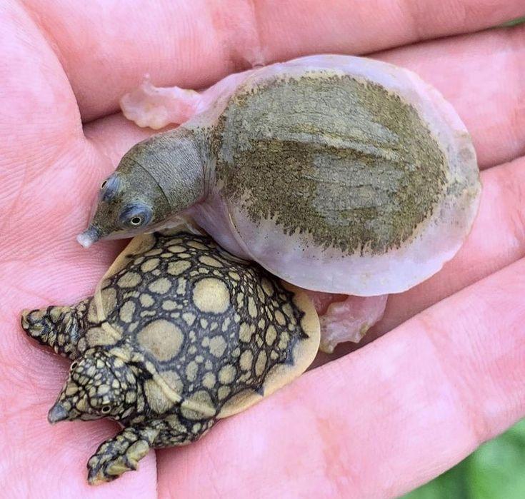 Çocuklarınızın Neşe Kaynağı Su Kaplumbağalarımız | Petcim.com - 1319654