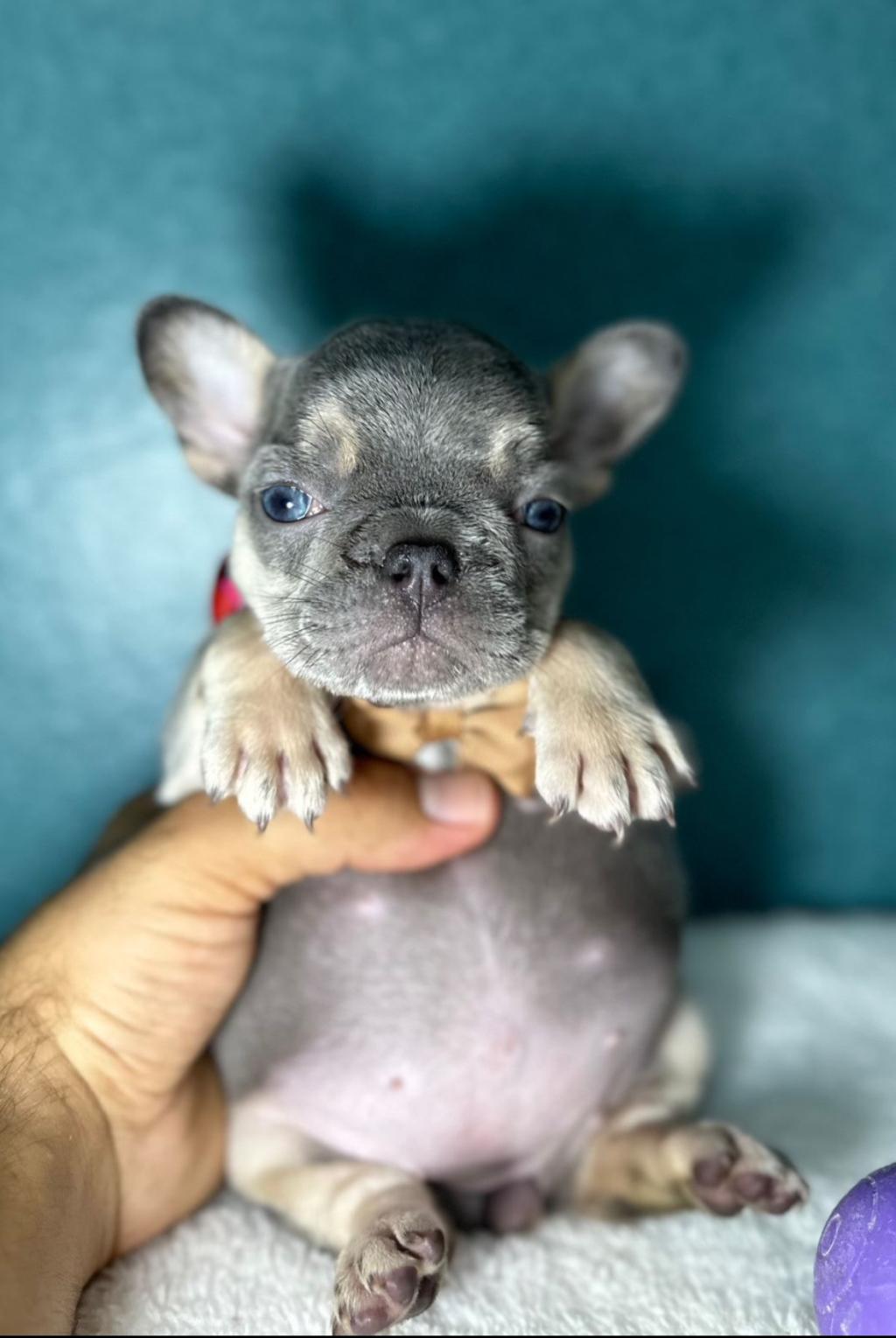 Lilac Tan Micro French Bulldog Yavrum | Petcim.com - 1093141