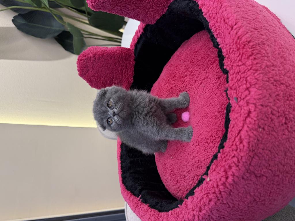 Orjinal Scottish Fold Yavrusu | Petcim.com - 1315129