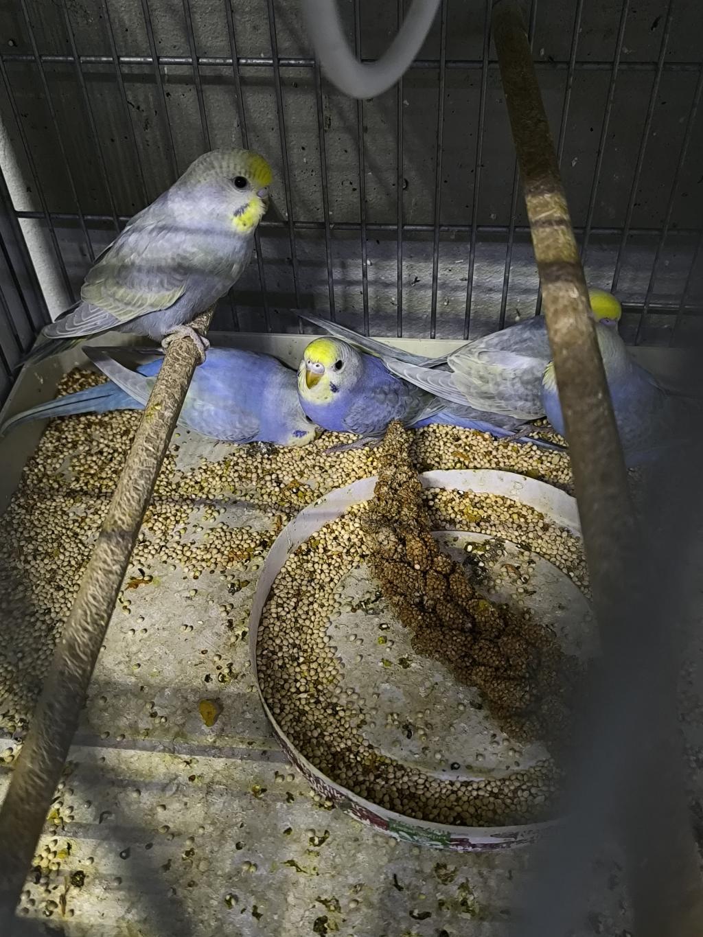 Rainbow Muhabbet Kuşu Yeni Yeme Düşmüş Yavrular | Petcim.com - 1310333