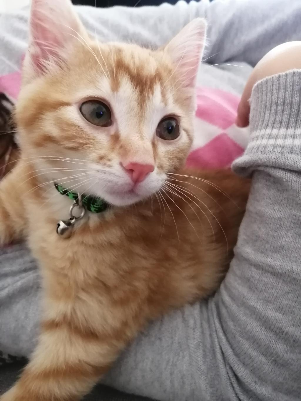 Lokum 3 Aylık Sarman Kedisi | Petcim.com - 735903