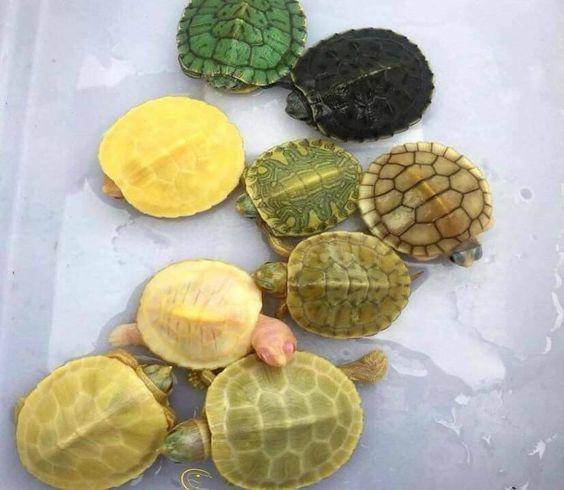 Eviniz İçin En İdeal Evcil Hayvan Su Kaplumbağası | Petcim.com - 1318183