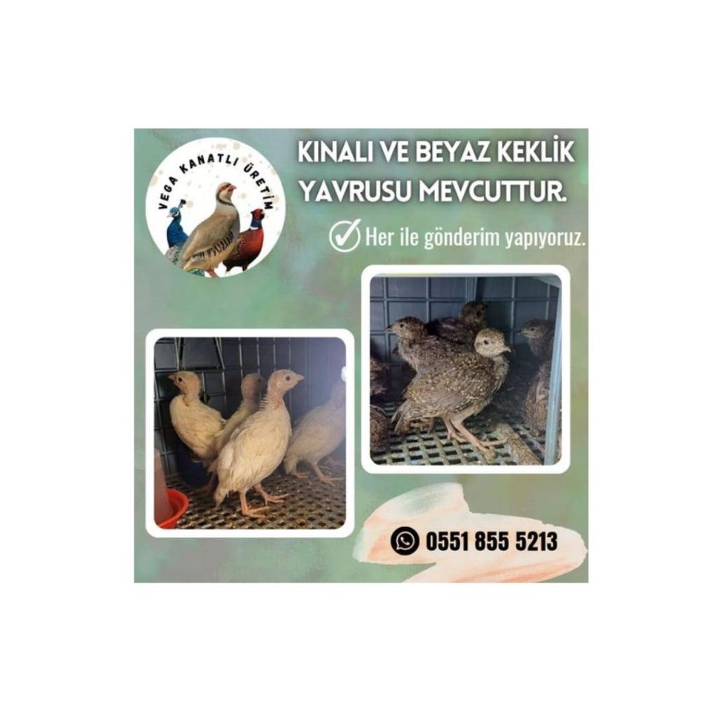 Kınalı Keklik Ve Beyaz Keklik Yavrusu | Petcim.com - 1184819