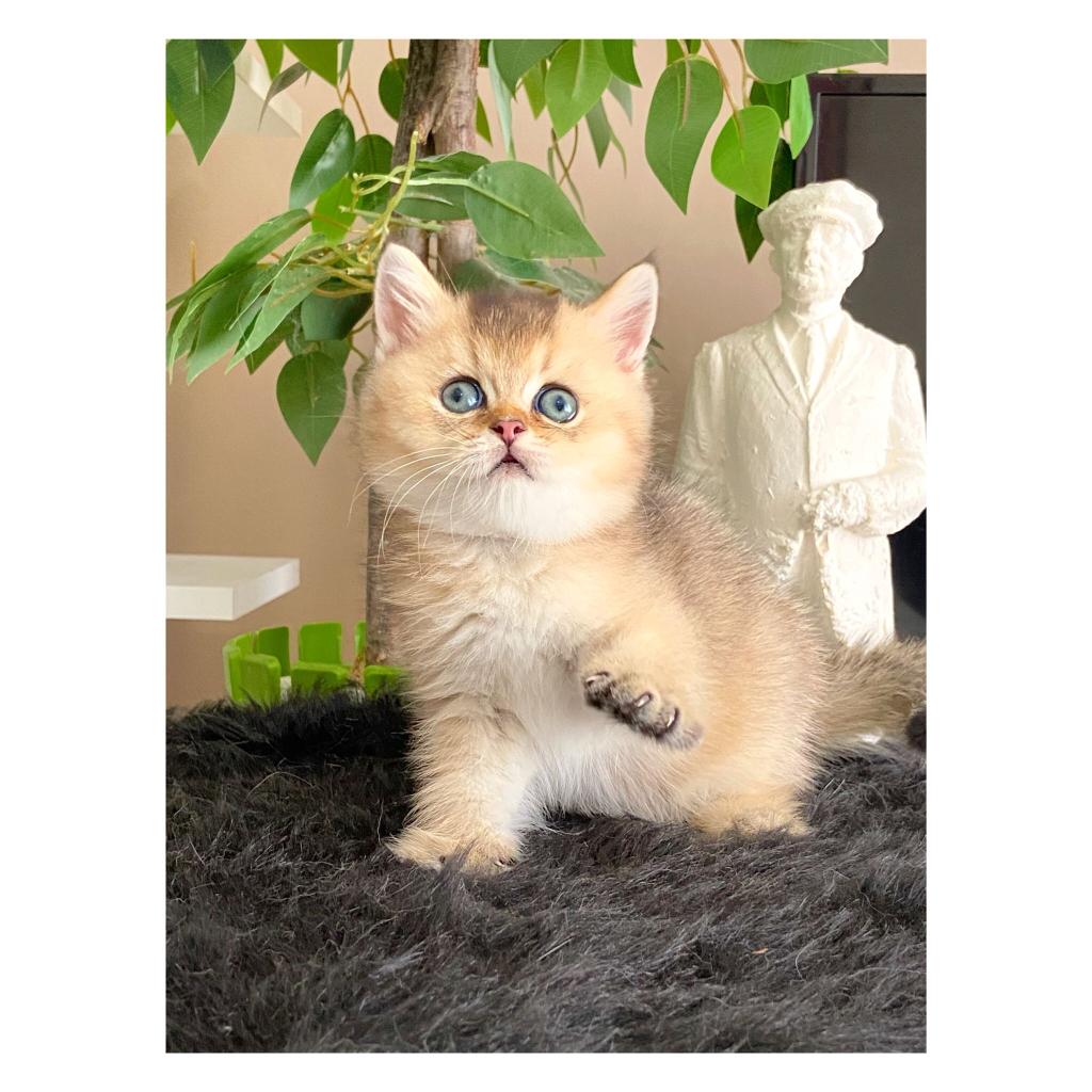 Golden British Shorthair Yavruları | Petcim.com - 865288