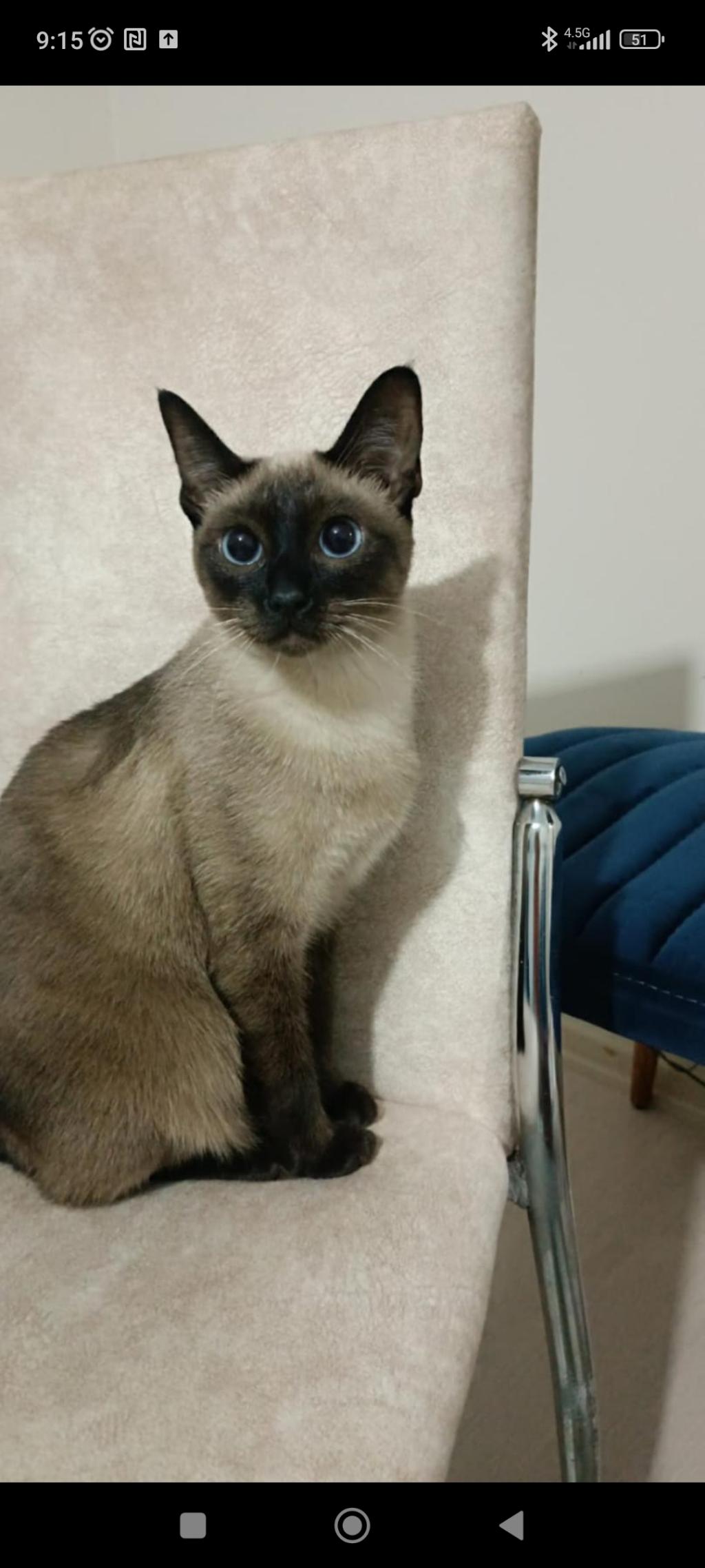 Siyam 1.5 Yaş Dişi Kedimiz | Petcim.com - 953456