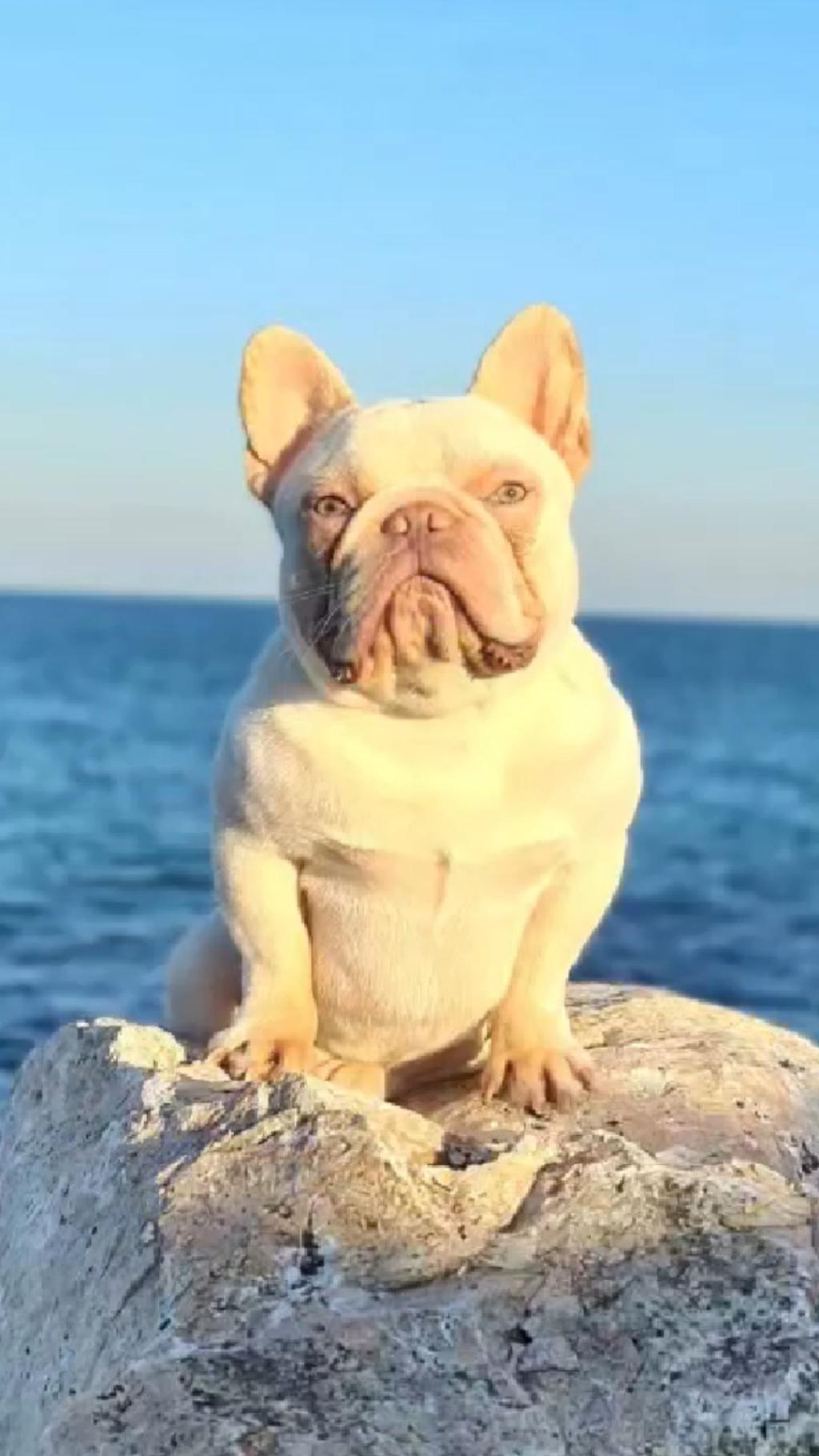Nadir Bulunan Lilac Tan Platinum Erkek French Bulldog | Petcim.com - 741133