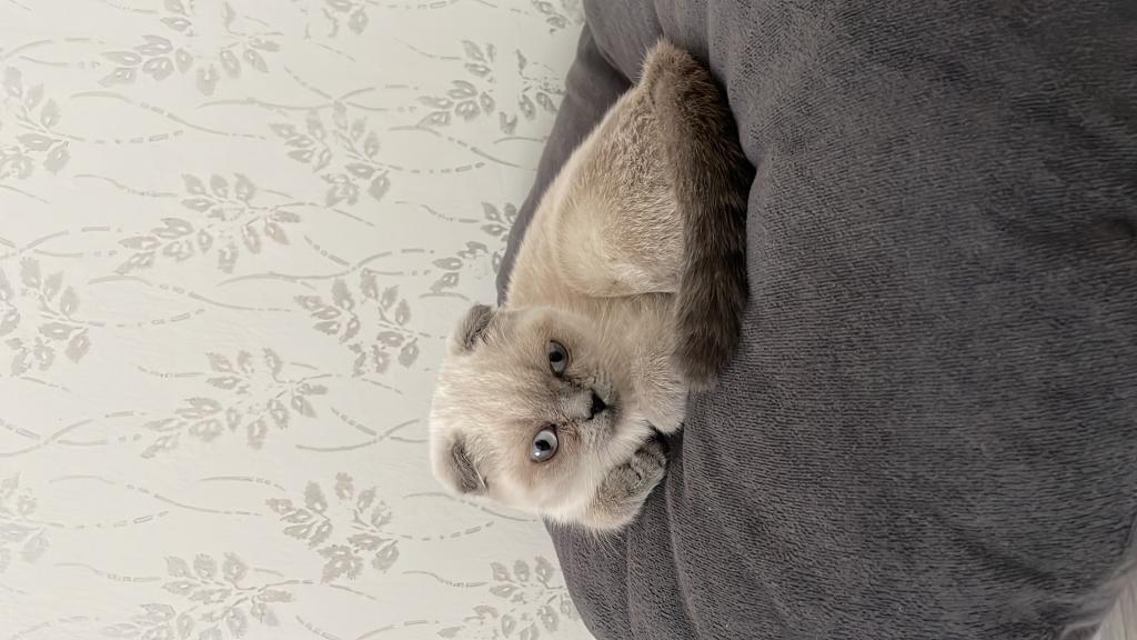 Russian Blue 4 Aylıktır | Petcim.com - 1075765