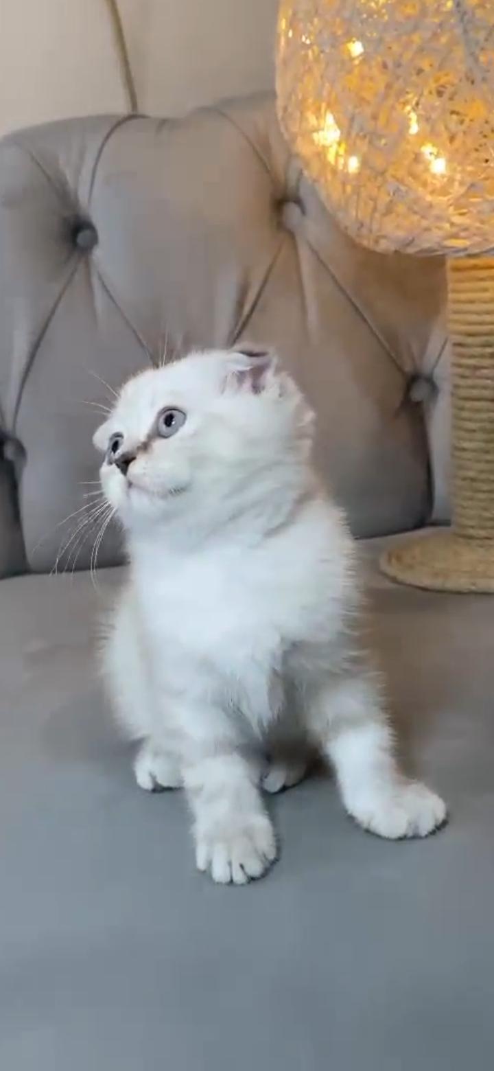 Uslu Sevimli Scottish Fold Kızımız Ömürlük Ailesini Arıyor | Petcim.com ...