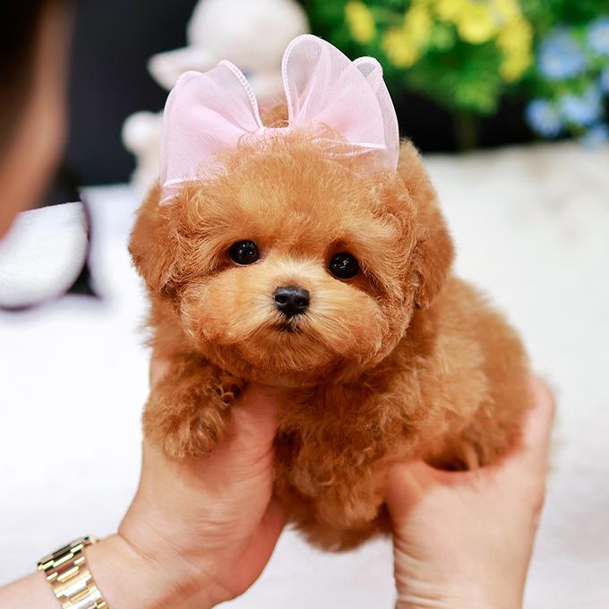 Kore Kan Toy Poodle Yavrularım | Petcim.com - 1090469