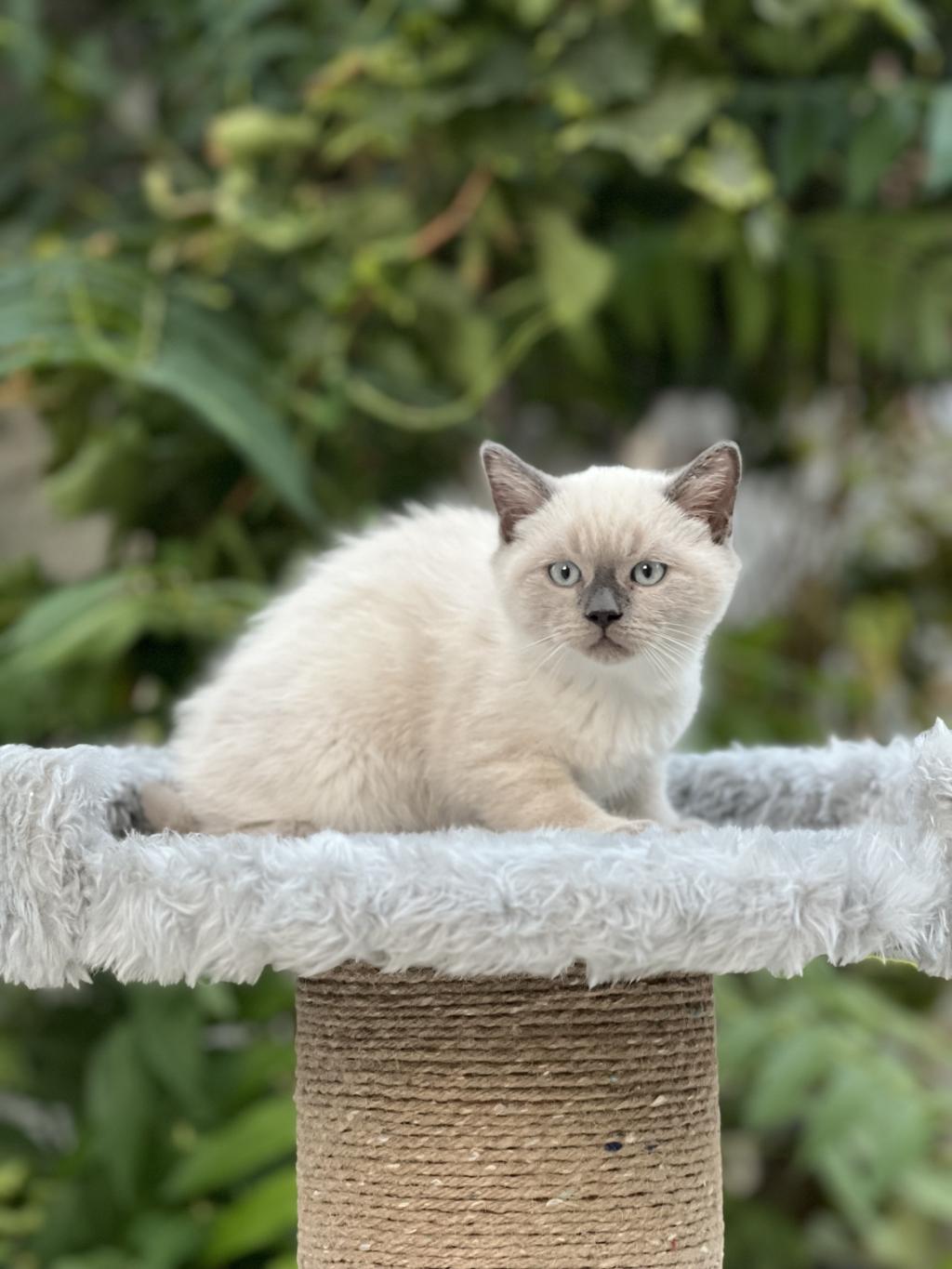 Blue Point British Shorthair Yavruları | Petcim.com - 1086701