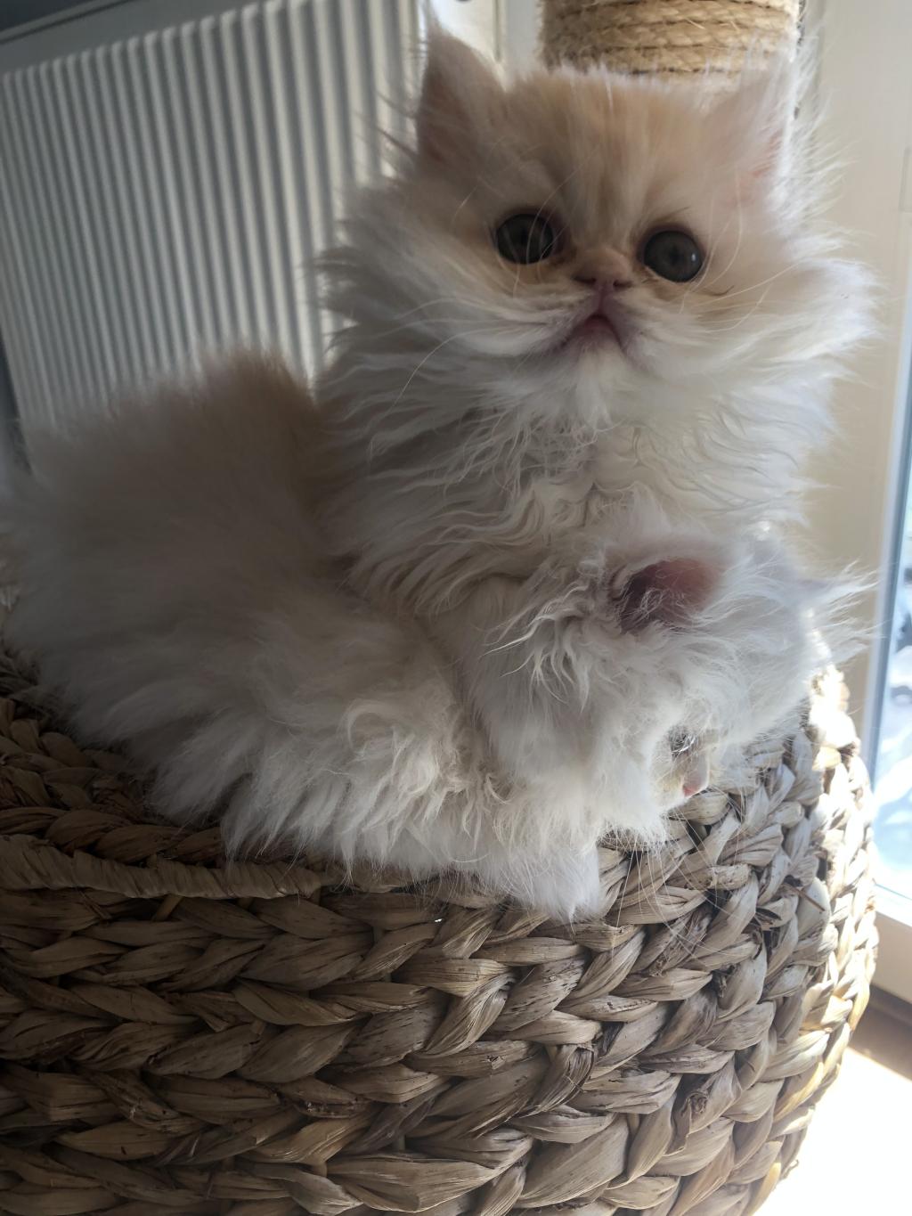 Yavru İran Kedisi (Persian) | Petcim.com - 768935