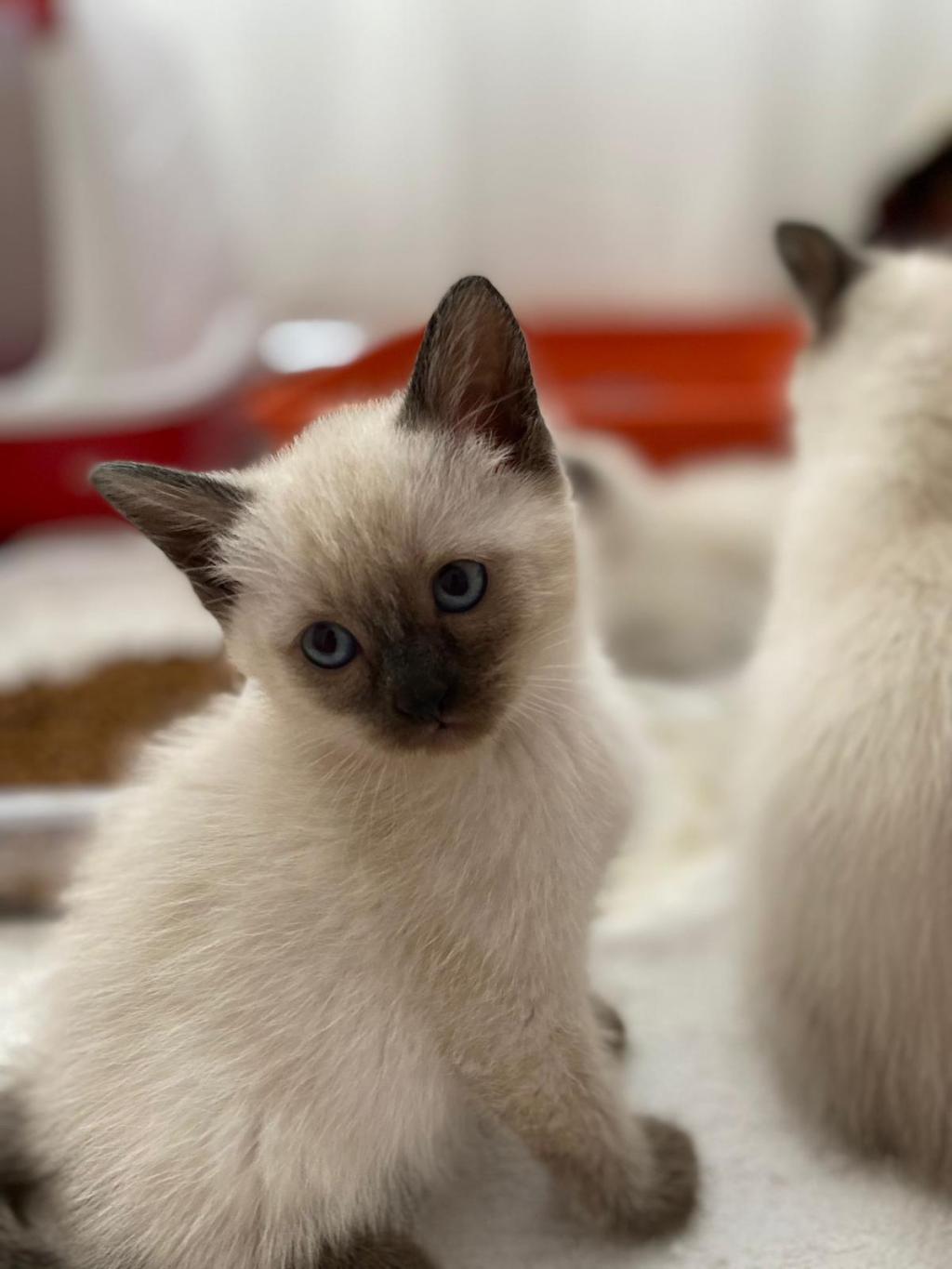 British Blue Point Siyam Kedisi Kırması | Petcim.com - 792267