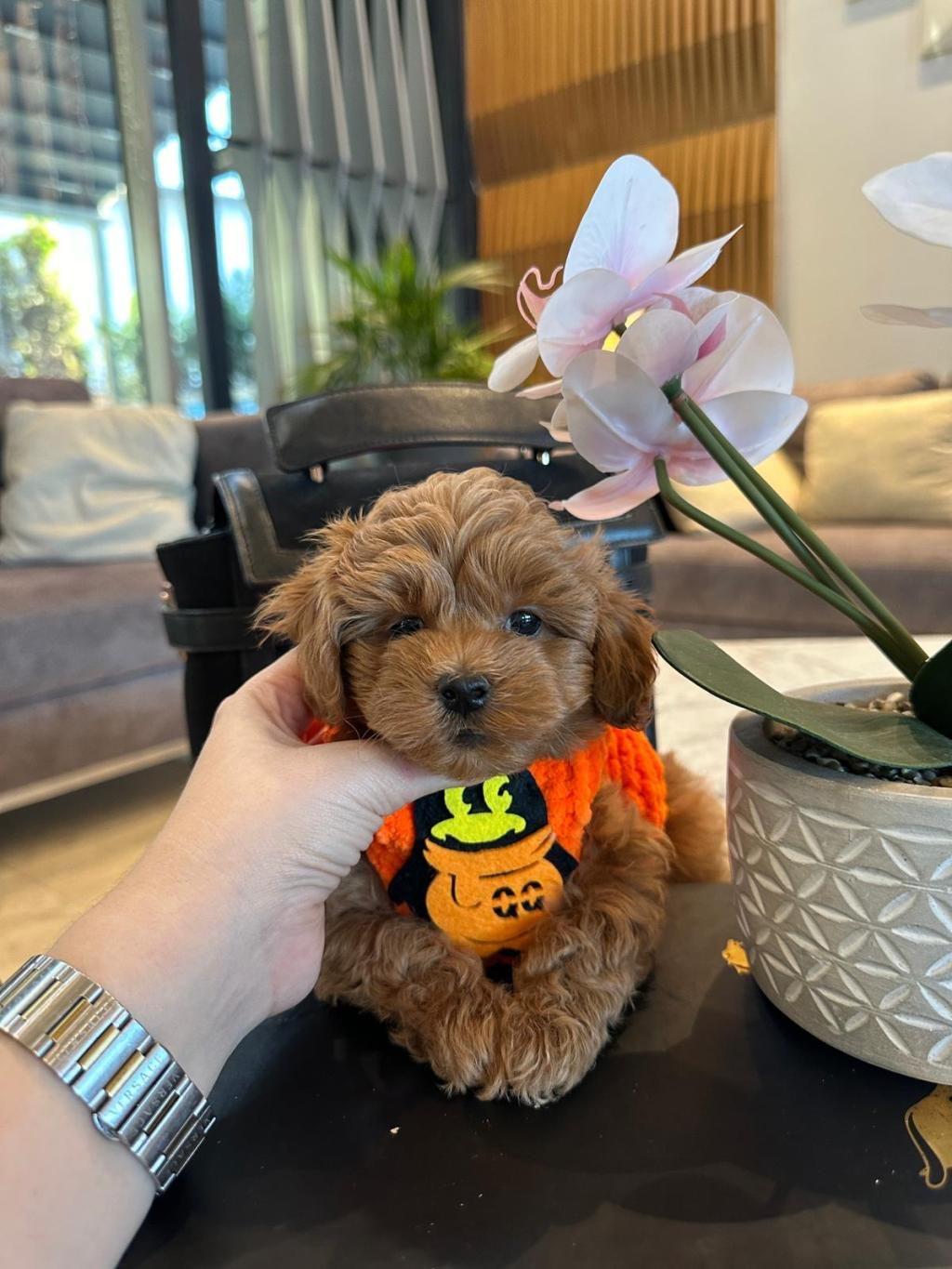 Maltipoo Kore Kan Irk Sağlık Garantili Teacup | Petcim.com - 1315116