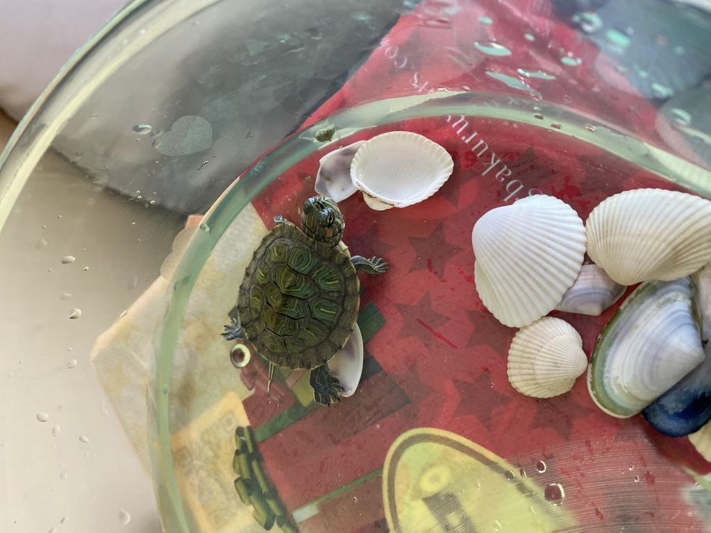 Su Kaplumbağası | Petcim.com - 962879