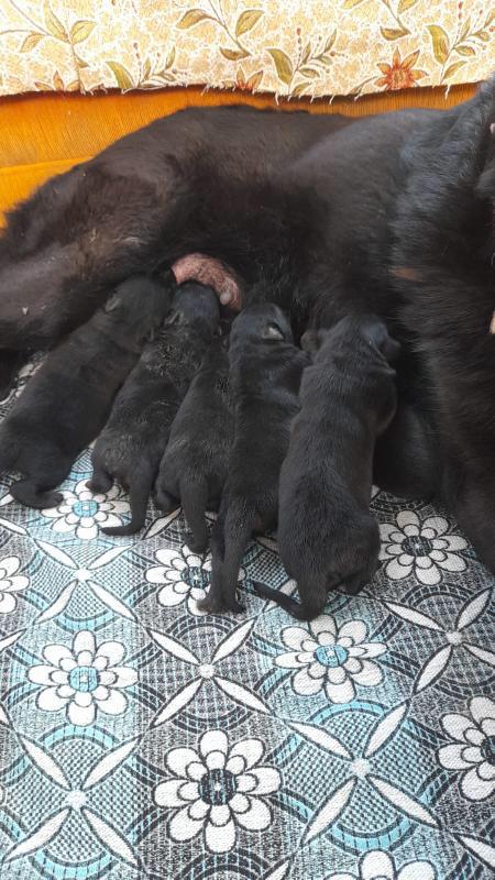 Alman Köpeği Yavruları | Petcim.com - 1006671