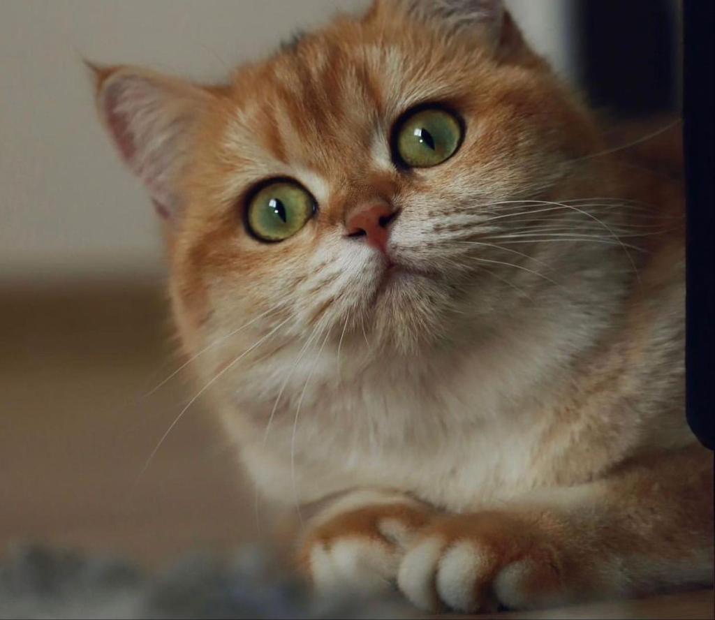 Safkan British Shorthair Ny12 Golden Renk Dişi 4 Yaşında | Petcim.com ...