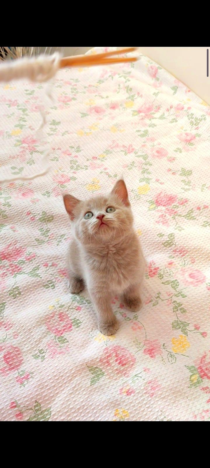 Gri Lilac Dişi Erkek Safkan Yavru Kediler | Petcim.com - 1276674