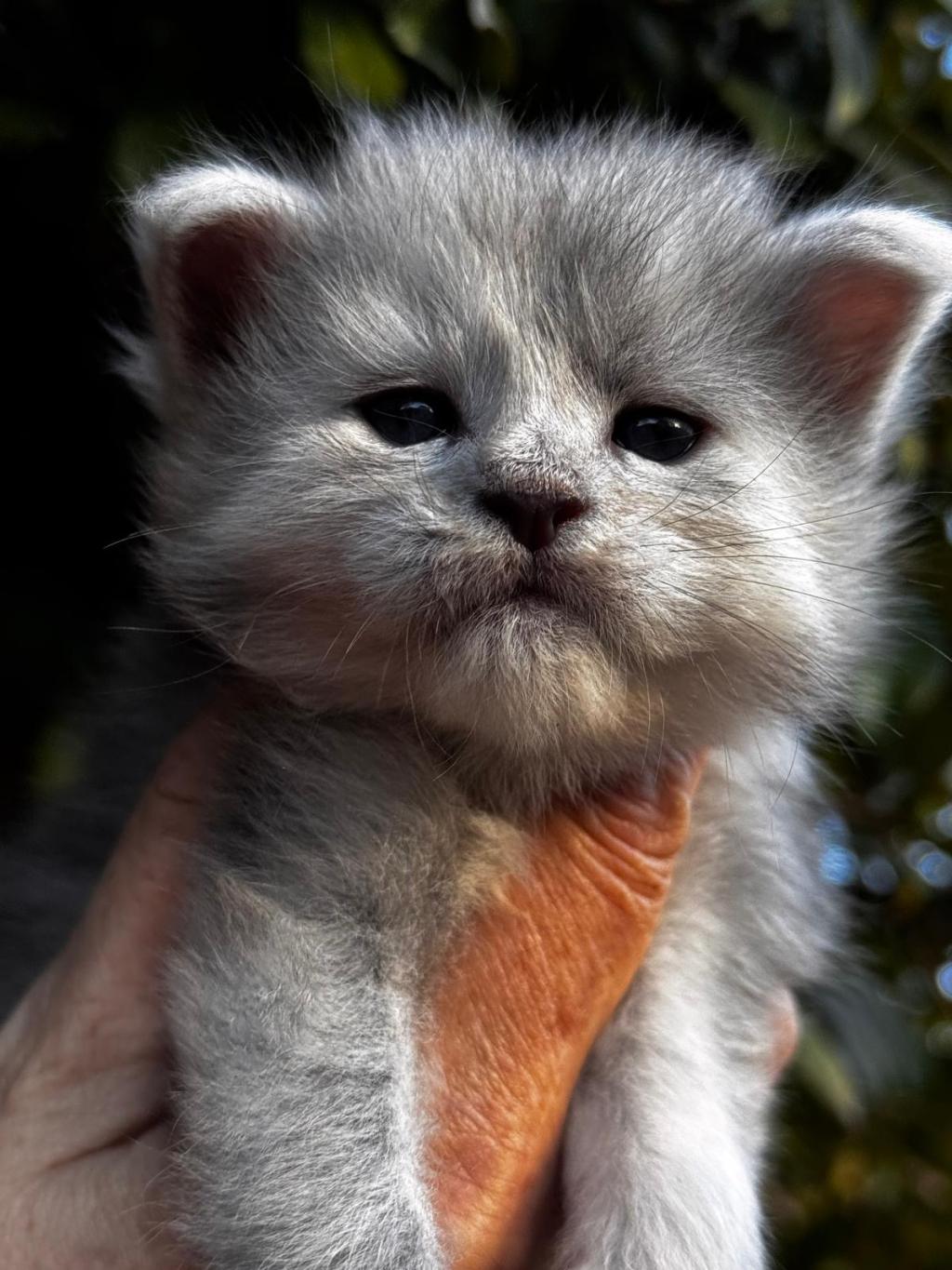 Onlar Beklenen Maine Coon Yavrular | Petcim.com - 1152972