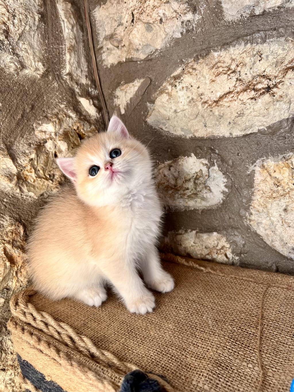 Saf Kan Golden British Shorthair Ny12 Yavrular (Wcf) | Petcim.com - 1220786