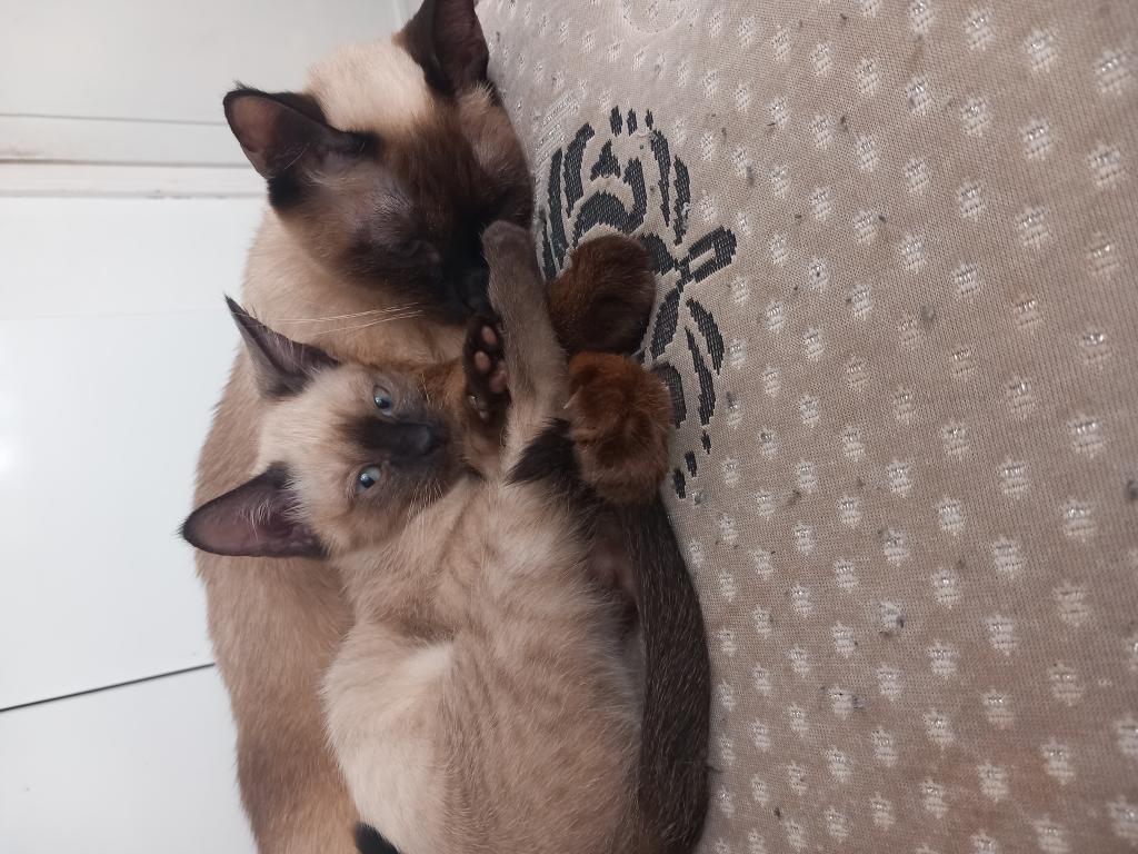 3 Aylık Yavru Orijinal Siyam Kedisi | Petcim.com - 886875