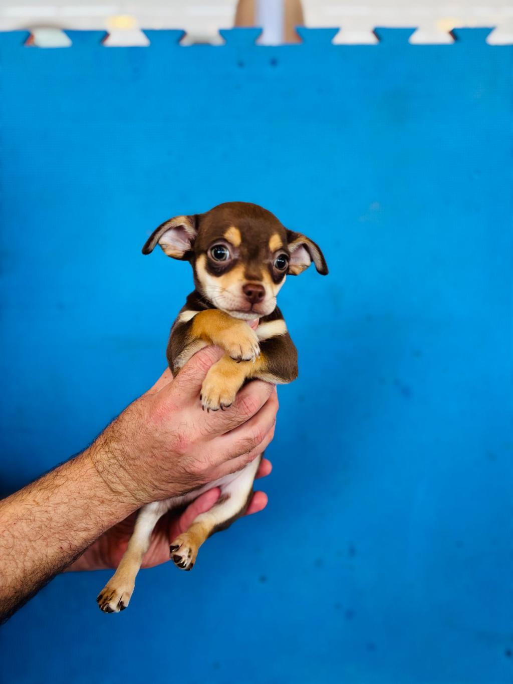 Minyatür Pinscher Çok Sevimli Tam Ev Ortamı İçin | Petcim.com - 1225841