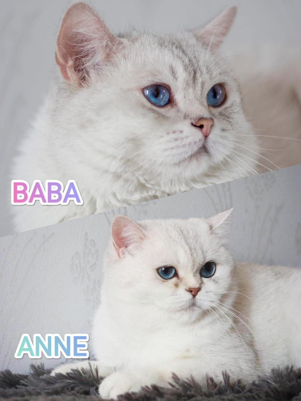 Full Secereli British Longhair As1133 | Petcim.com - 824475