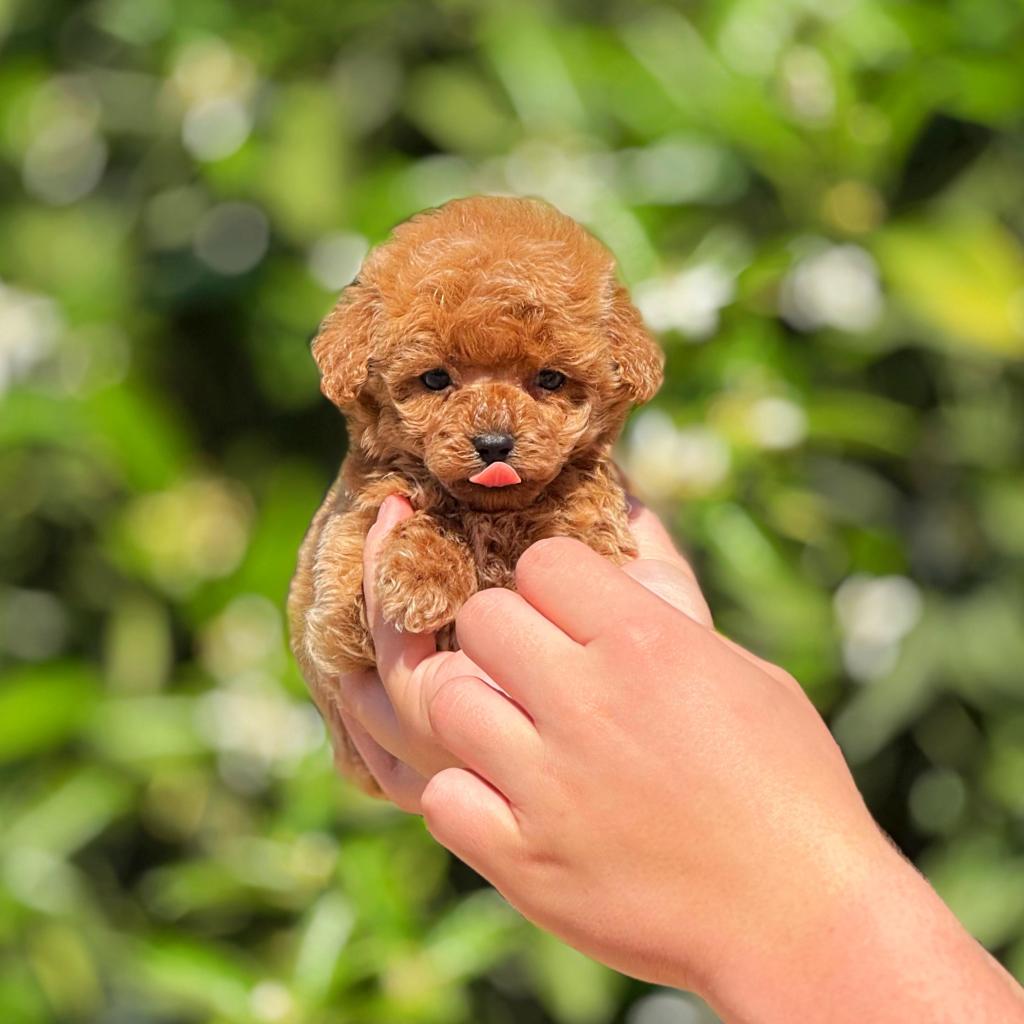 Micro Toy Poodle | Petcim.com - 1200121