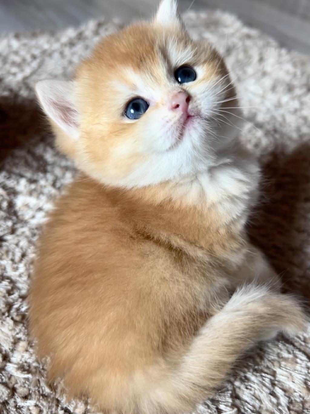 Saf Kan Golden British Shorthair Ny12 Yavrular (Wcf) | Petcim.com - 1220786