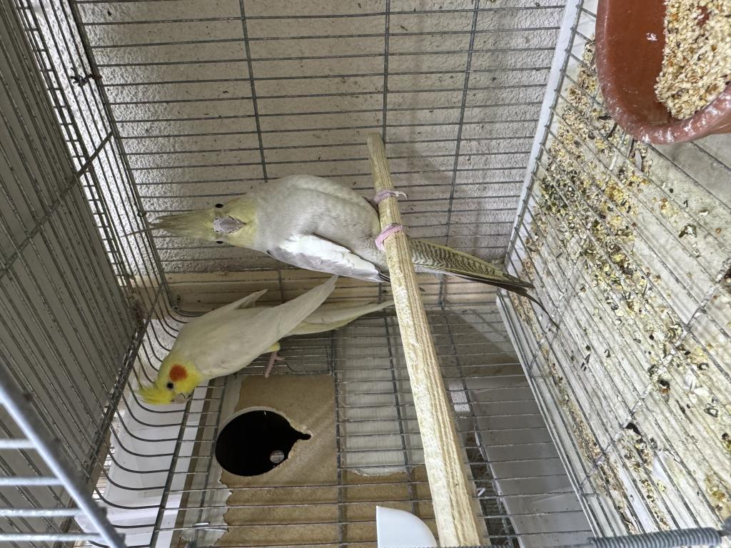 7 Takım Sultan Papağanı | Petcim.com - 1130248