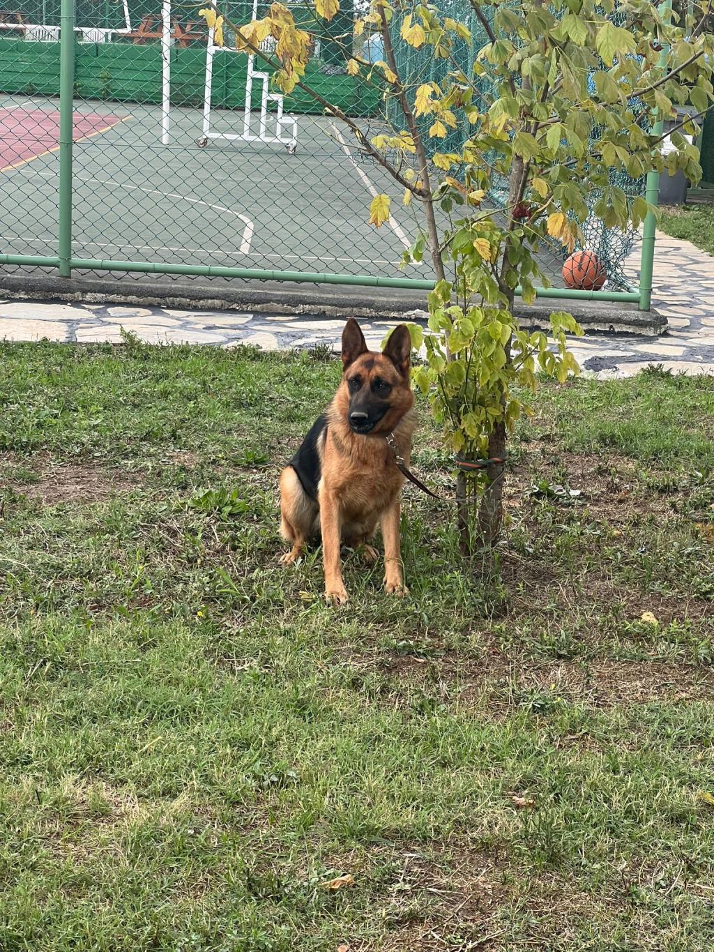 2 Adet Safkan Alman Coban Kopegi Kiside Hamiledir | Petcim.com - 878069