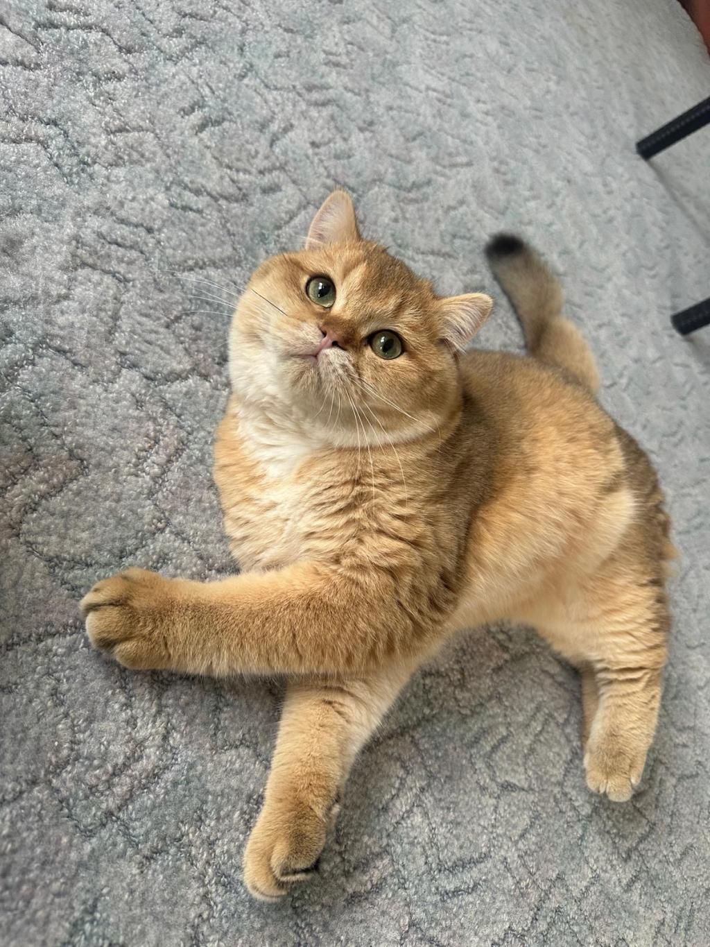 Saf Kan Scr Kayıtlı Ny11 Golden British Shorthair Yavrum | Petcim.com ...