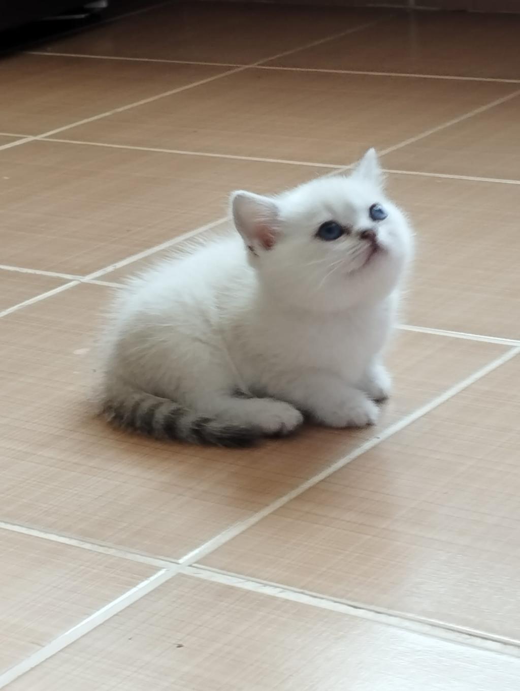 Silver Shaded British Shorthair Yavrularımız Ns 11 | Petcim.com - 783534