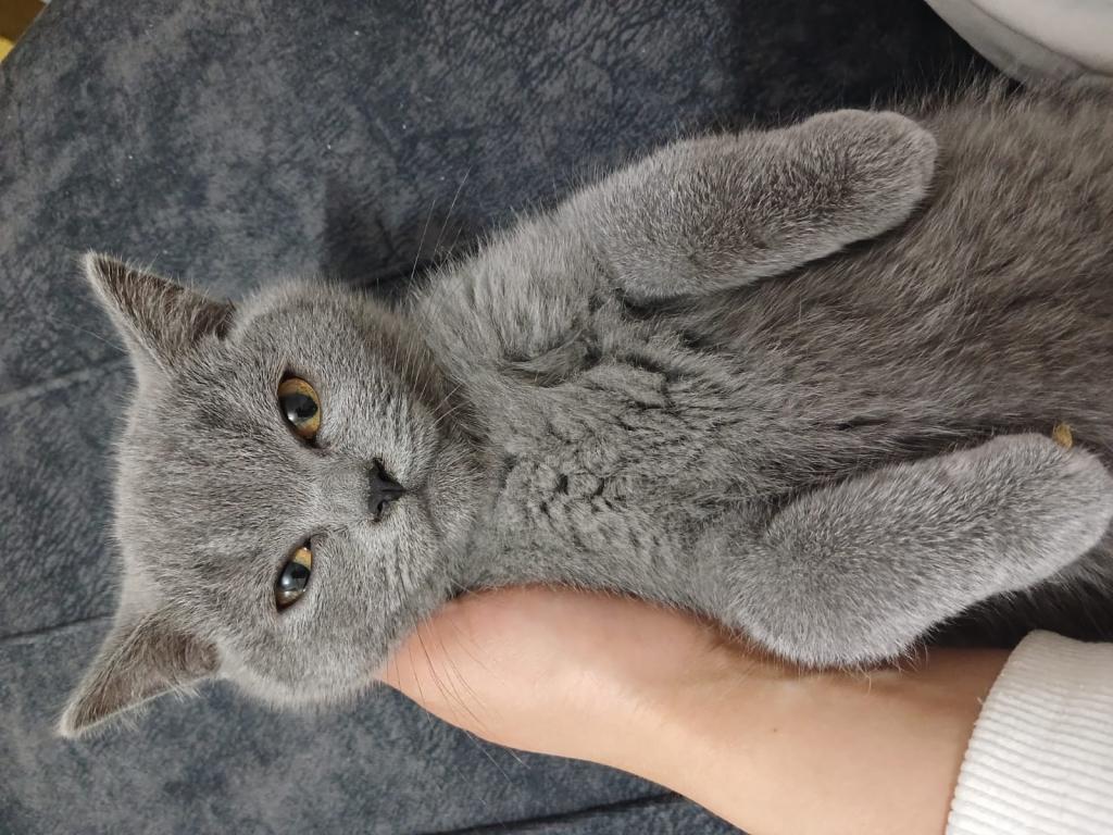 British Shorthair Oğluşumuz | Petcim.com - 1239789