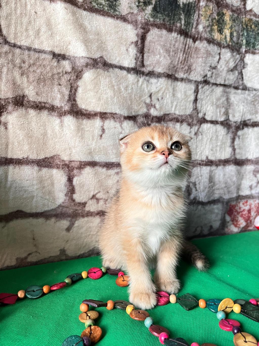 Golden Scottish Fold | Petcim.com - 1278418